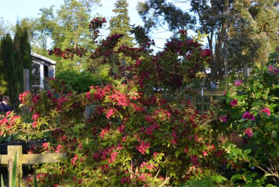 Designer Plant Collections - New Hopetoun Garden Centre